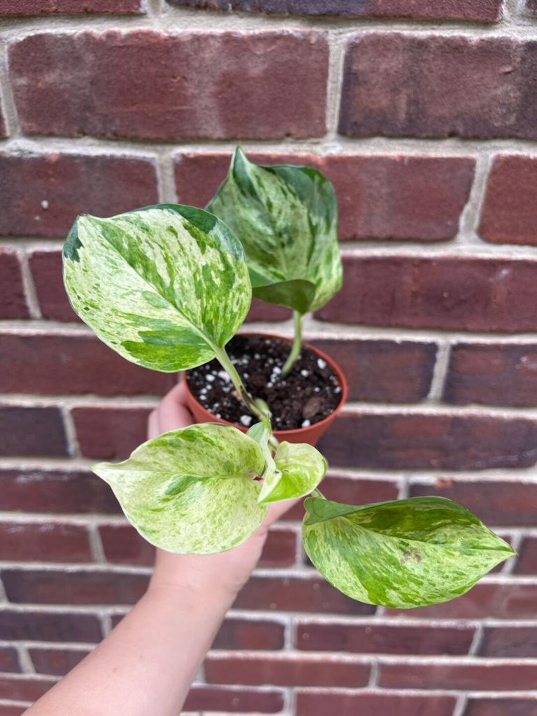 Very RARE High Variegated Manjula Pothos Manjula Indoor - Etsy
