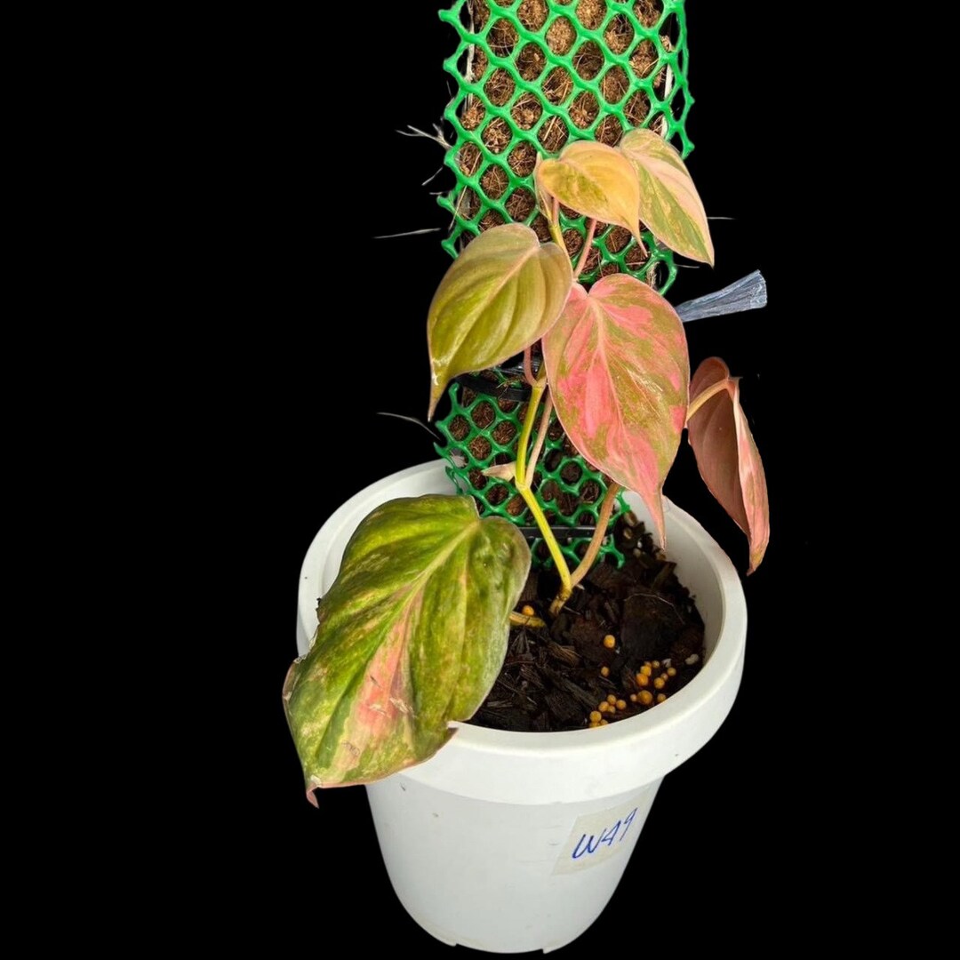 Rare Variegated Philodendron Mican Aurea Variegated Cutting US SELLER ...
