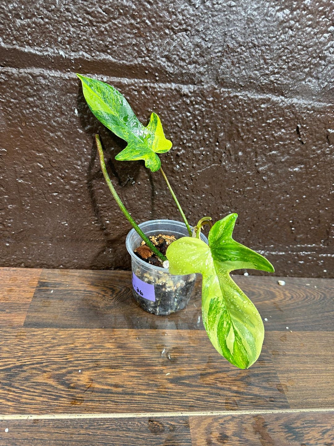 Variegated Philodendron Florida Beauty in a Nursery Pot Extremely Rare ...