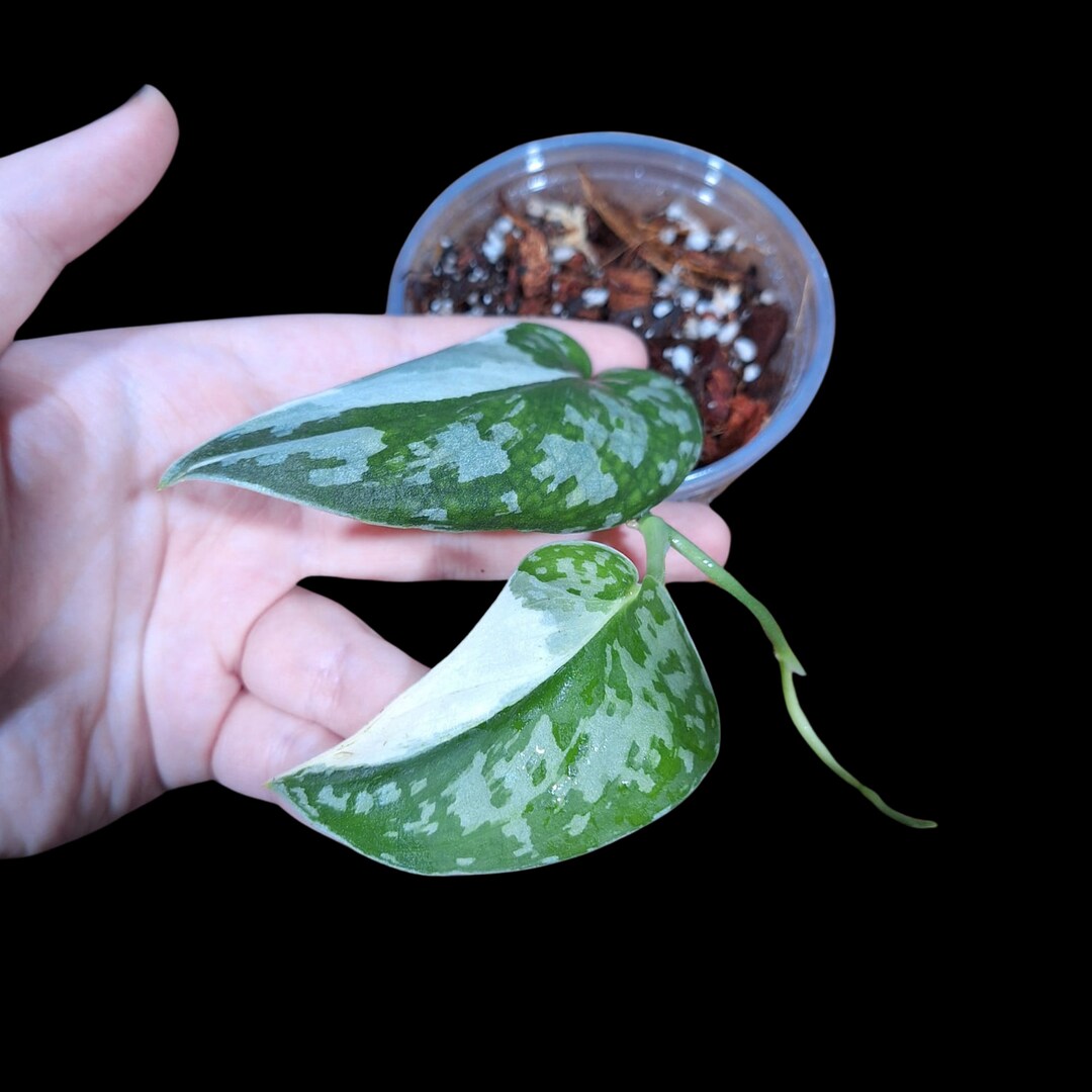 Scindapsus Mayari Variegated | Extremely Rare Variegated Scindapsus ...