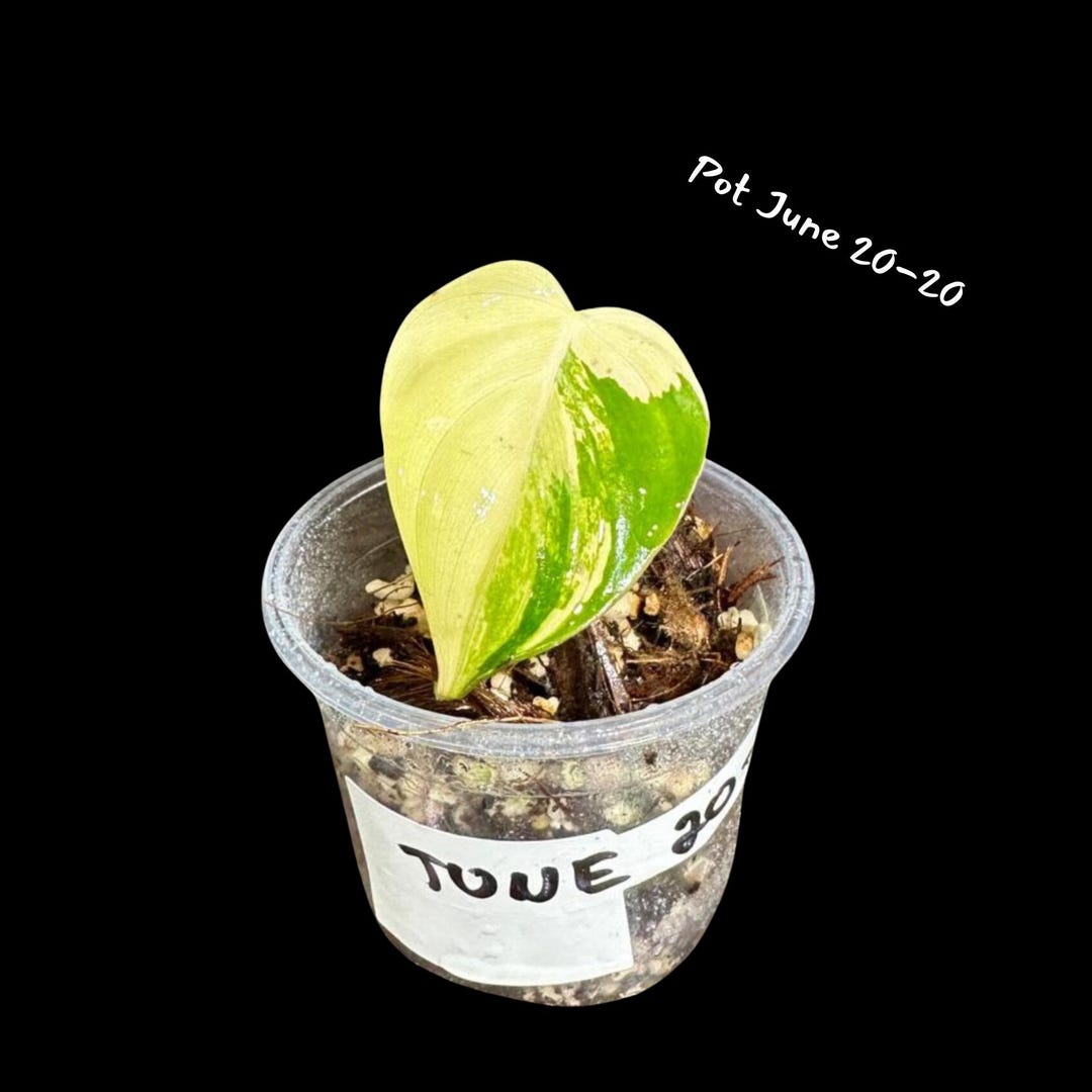 Rare Variegated Philodendron Mican Aurea in a Nursery Pot High ...