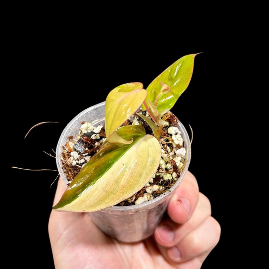 Rare Variegated Philodendron Mican Aurea in a Nursery Pot - Rare ...
