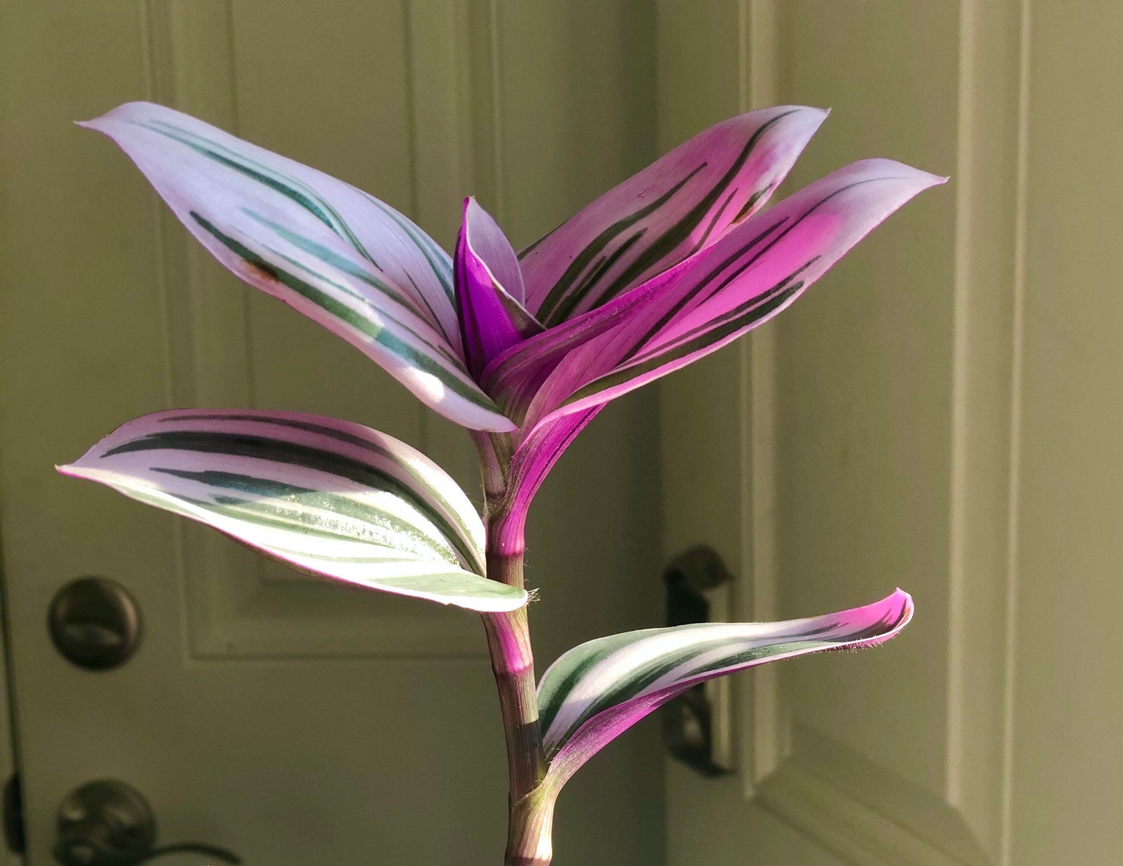 Rare Tradescantia Nanouk Lilac Plant Rare Tradescantia Pot - Etsy
