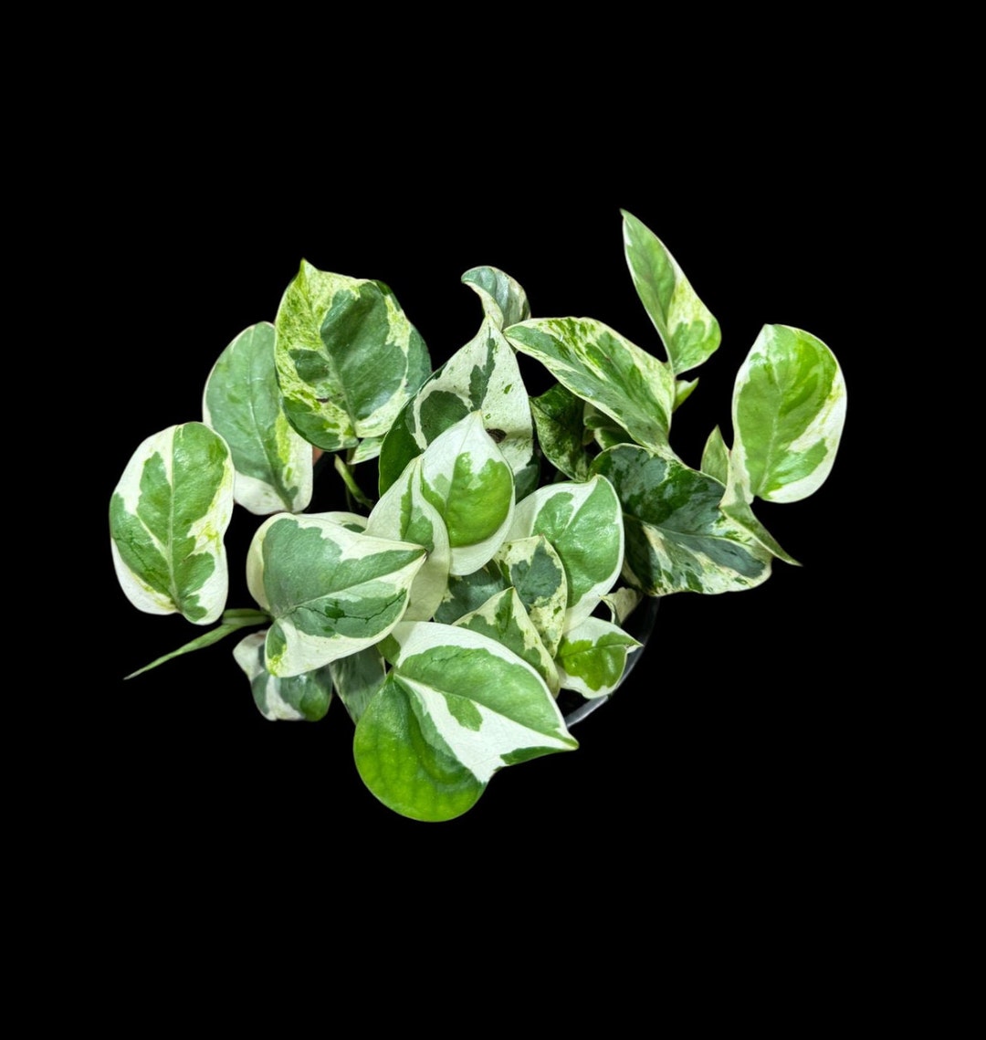 Rare N'joy Pothos in 4" Pot- White Variegated Indoor Vines - Low Light ...