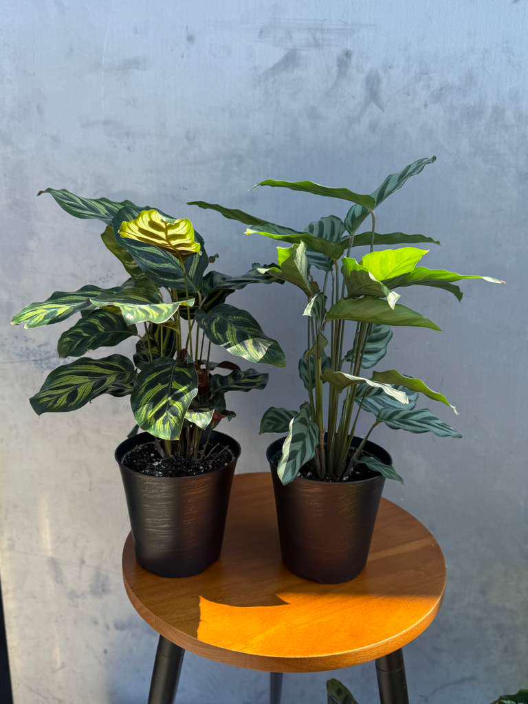 Calathea Assorted 2 Plants Set - Pack of 2 Calathea in 4" Pot - Rooted ...