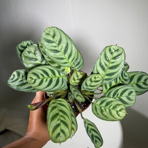 Calathea Burle Marx Large Mature Plant Maranta Amabilis Burle Marxii ...