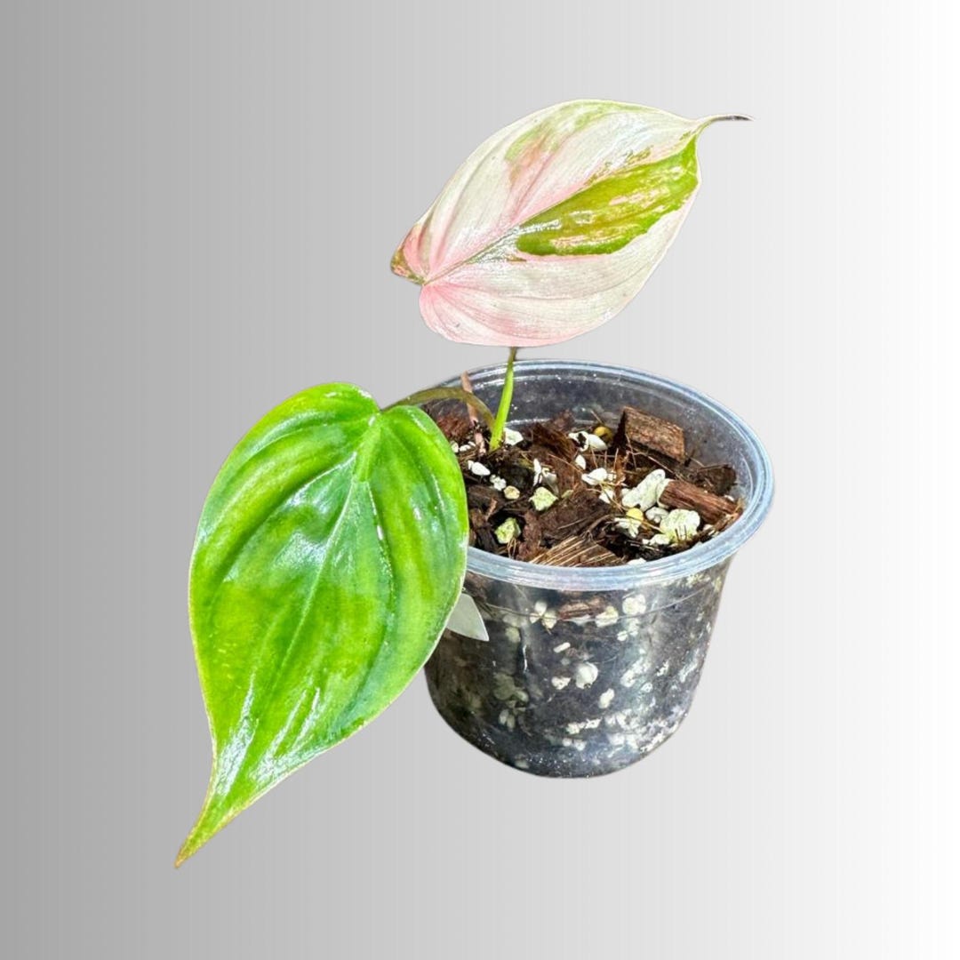 Rare Variegated Philodendron Mican Aurea in a Nursery Pot Variegated ...