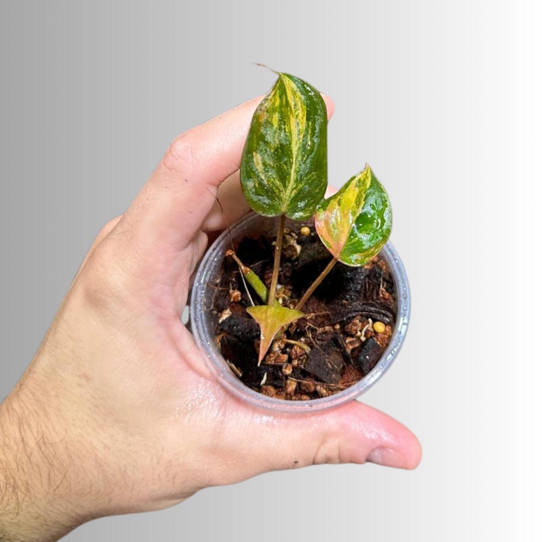 Rare Variegated Philodendron Mican Aurea in a Nursery Pot Micans Plant ...