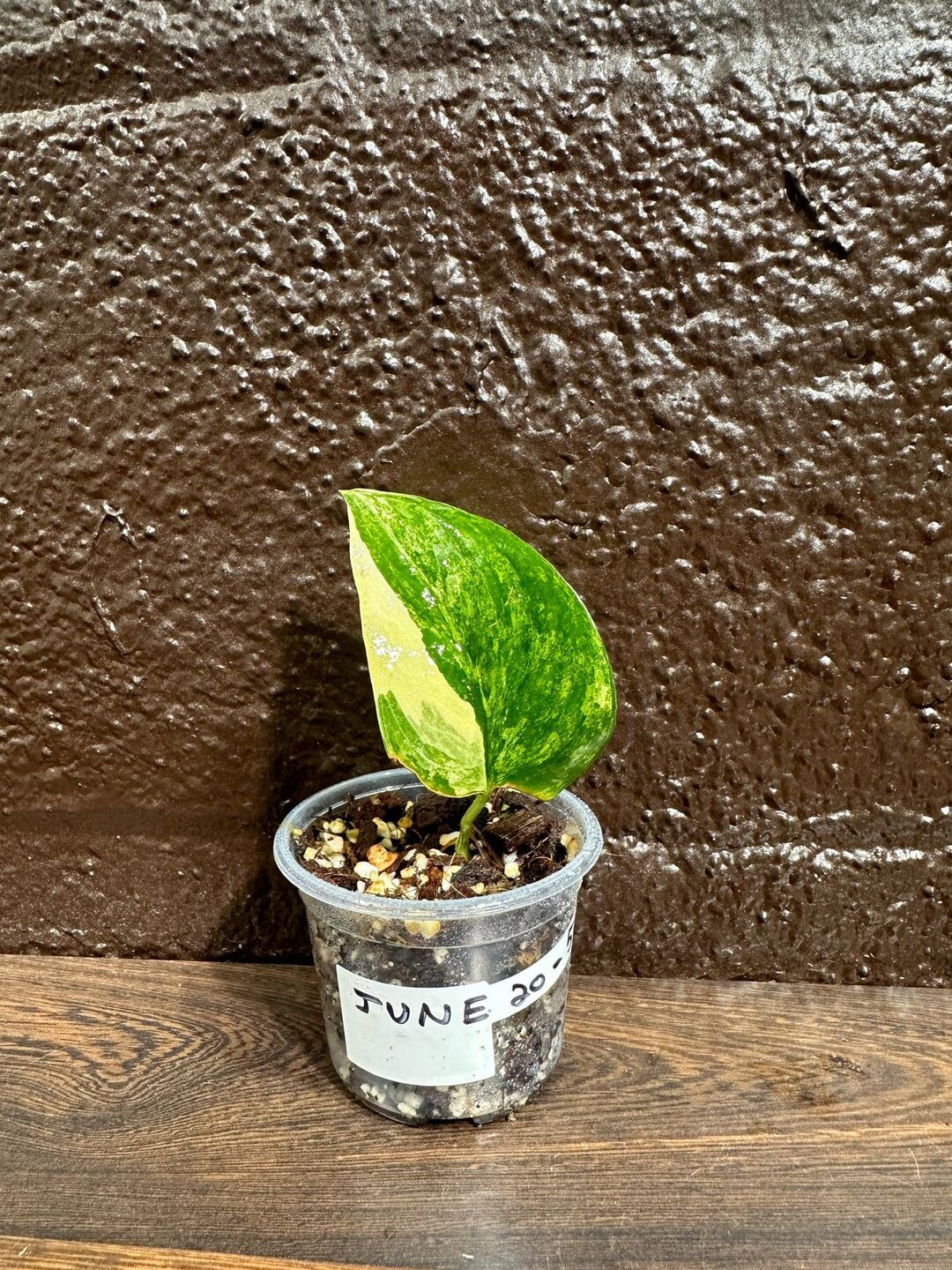Scindapsus Jade Satin Variegated Scindapsus 1 Leaf Potted Plant SAME ...
