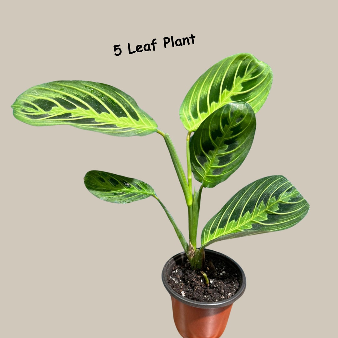 Live Lemon Lime Prayer Plant - Low Light Office Plant - Maranta ...
