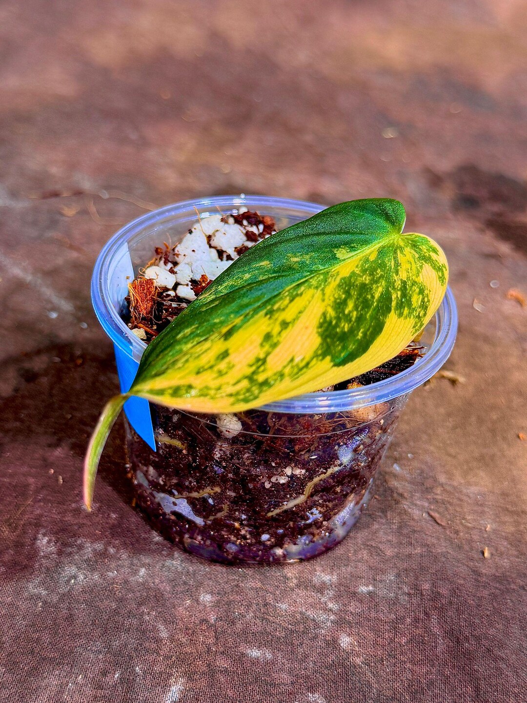 Rare Variegated Philodendron Mican Aurea in a Nursery Pot - Rare ...