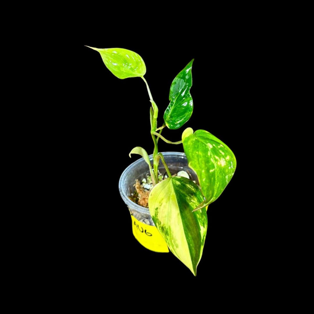 Rare Variegated Philodendron Mican Aurea in a Nursery Pot - Variegated ...