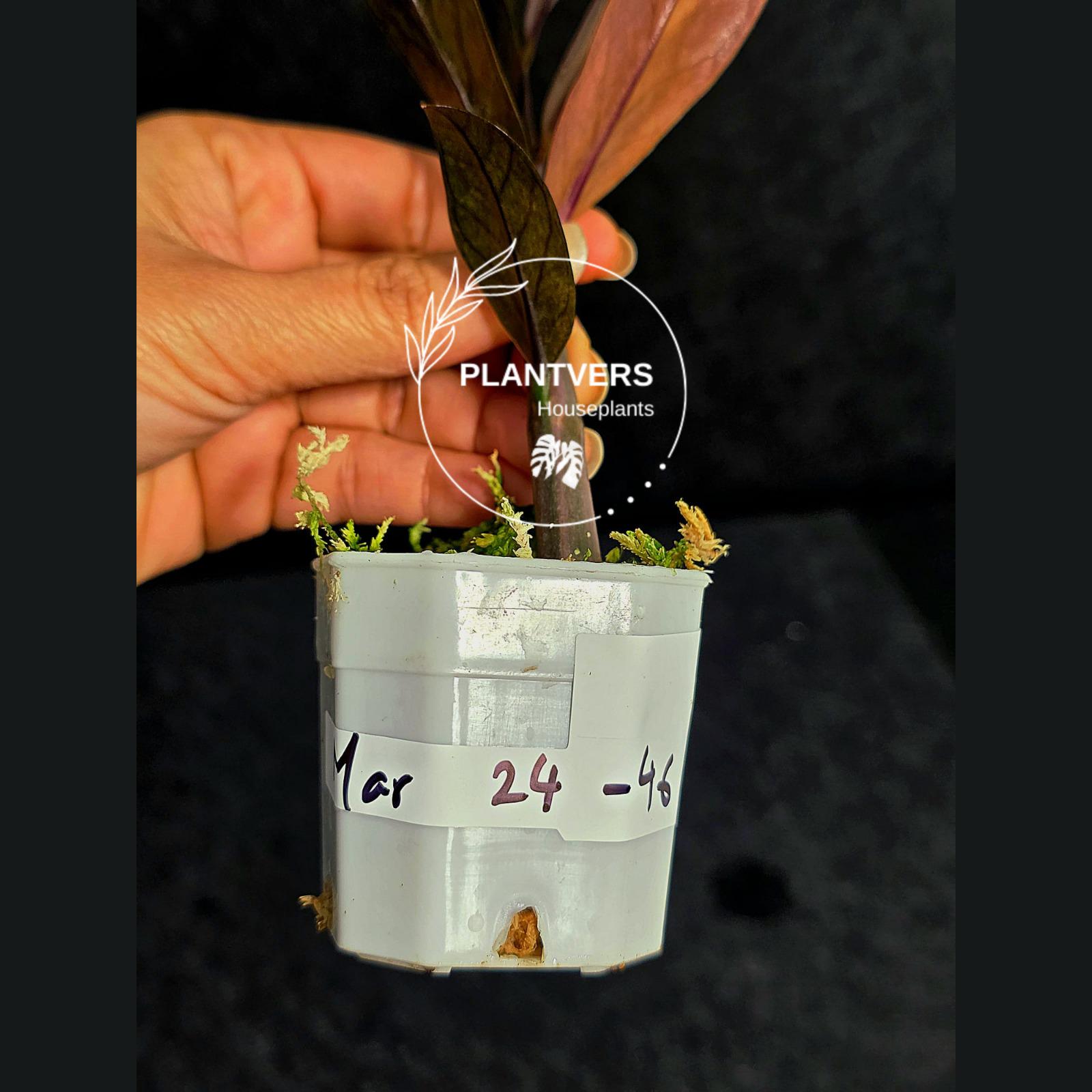 Rare Pink Variegated Raven ZZ Plant - Zamioculcas Zamiifolia Raven ...