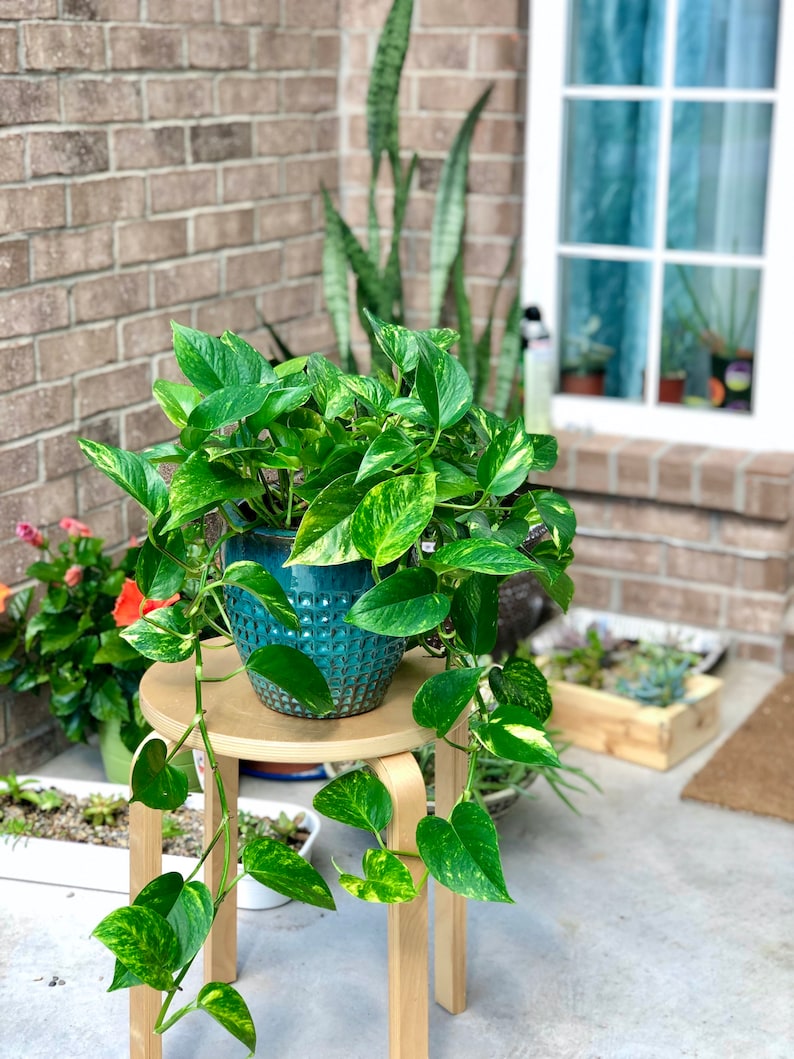 Rare Pothos Cuttings Mix Golden Pothos / Heart Leaf - Etsy