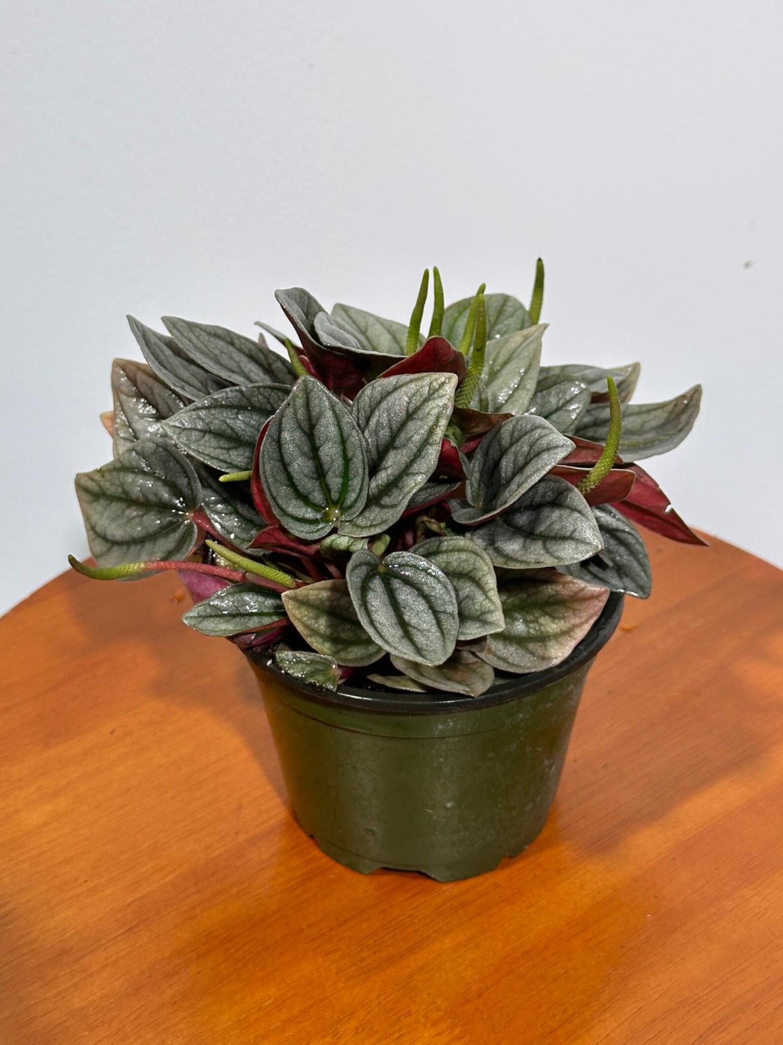 Peperomia Pearl Plant in 4” Pot – Live Rare Houseplant With Variegated ...
