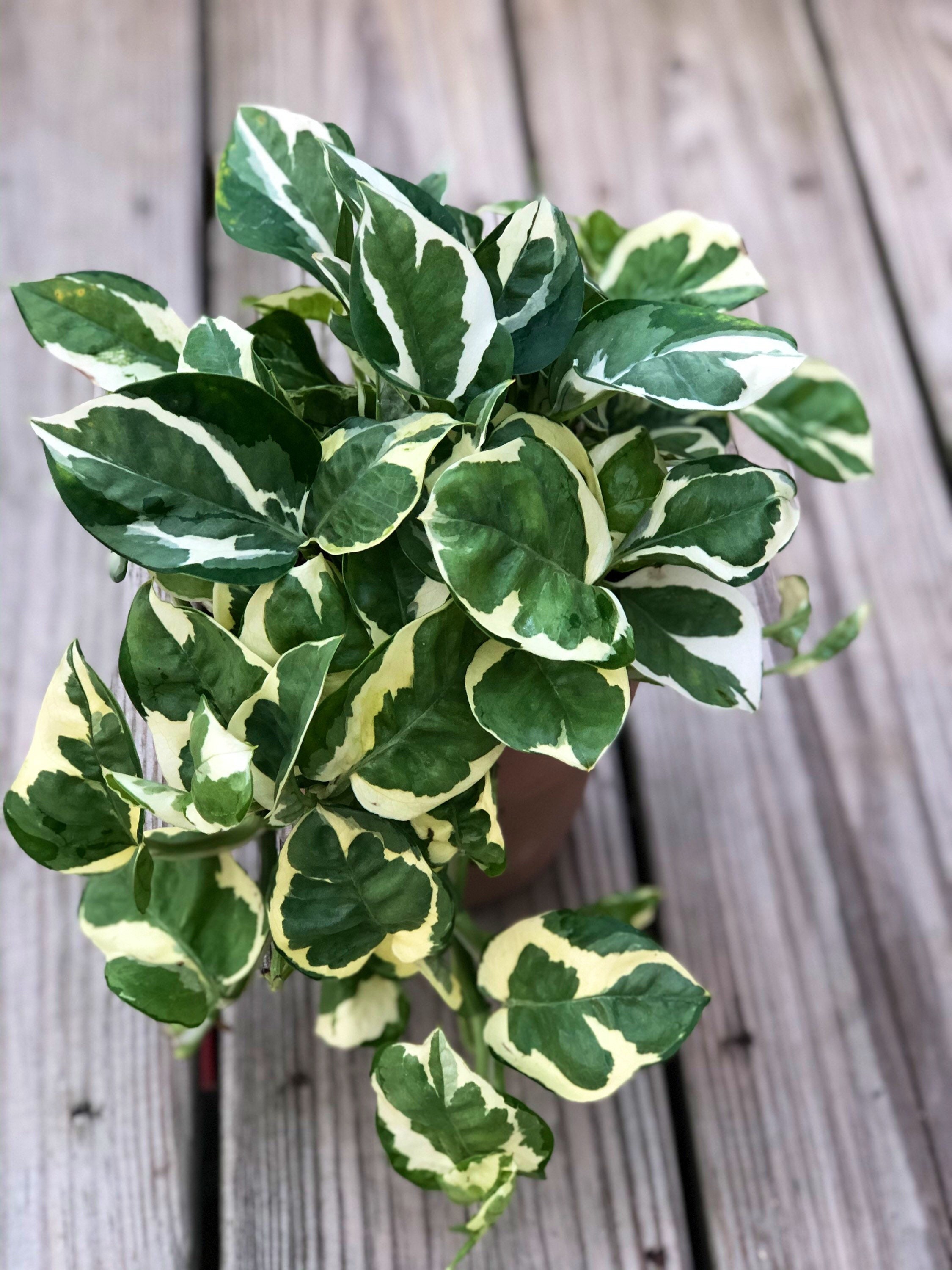 RARE Pothos Njoy FULL Pot 4pot White Variegated Indoor Vines | Etsy