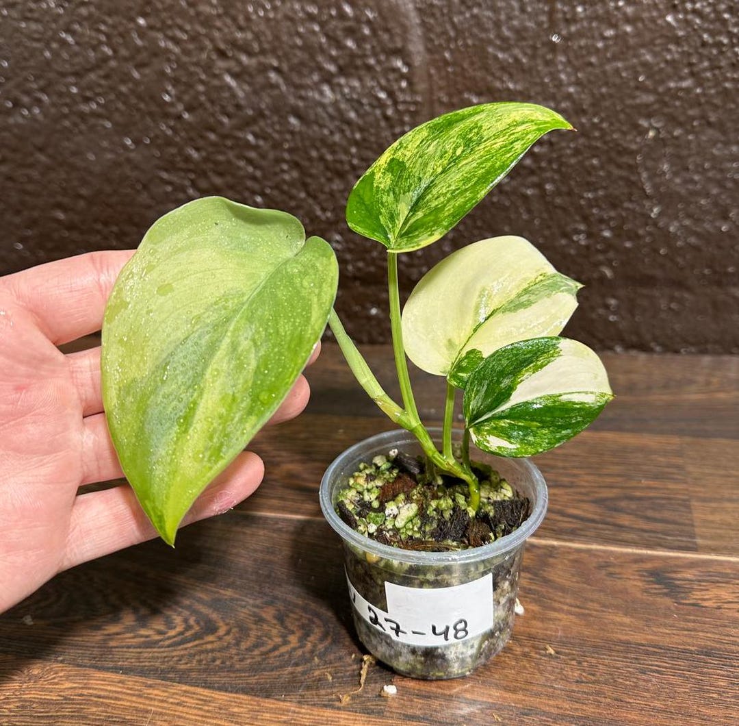 Scindapsus Mayari Variegated in a Nursery Pot | Rare Scindapsus Single ...