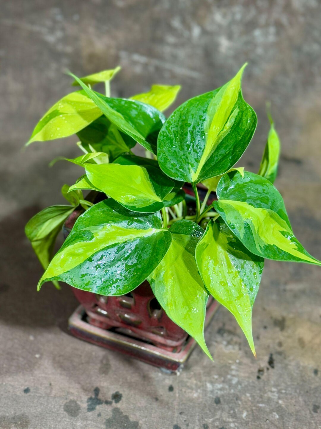 Rare Brazilian Philodendron in 4" Nursery Pot- Philodendron Brazil ...