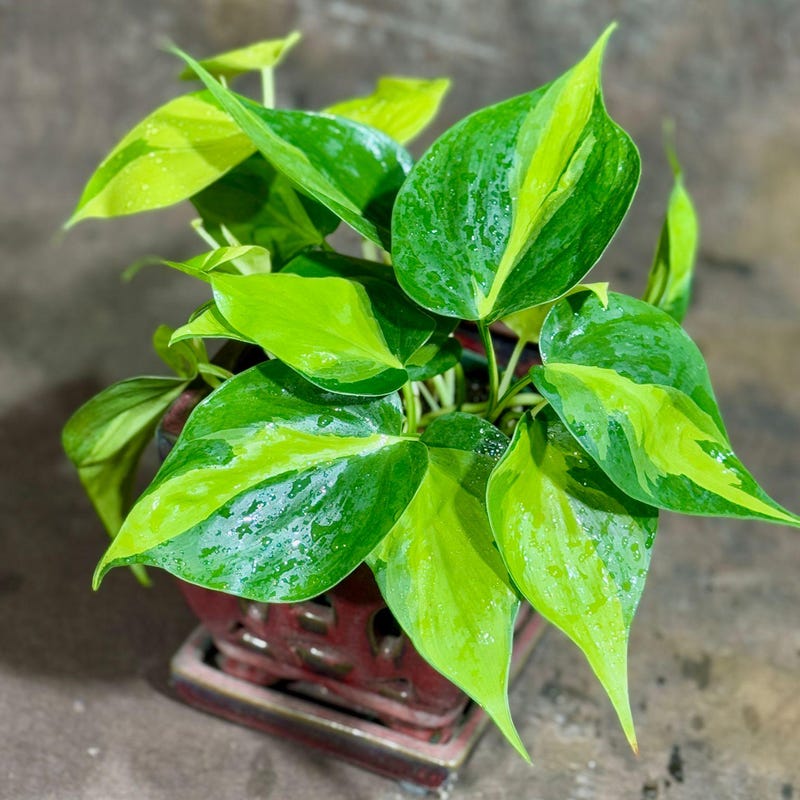 House of Prayer Brazil - Etsy