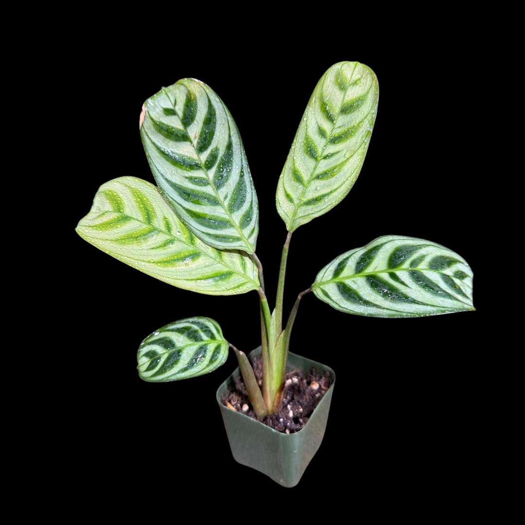 Calathea Burle Marx in a Nursery Pot - Maranta Amabilis Burle Marx ...