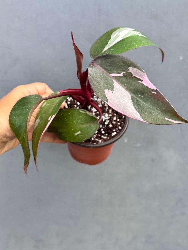 Philodendron Pink Princess in 3" Grow Pot - Variegated Live Pink ...