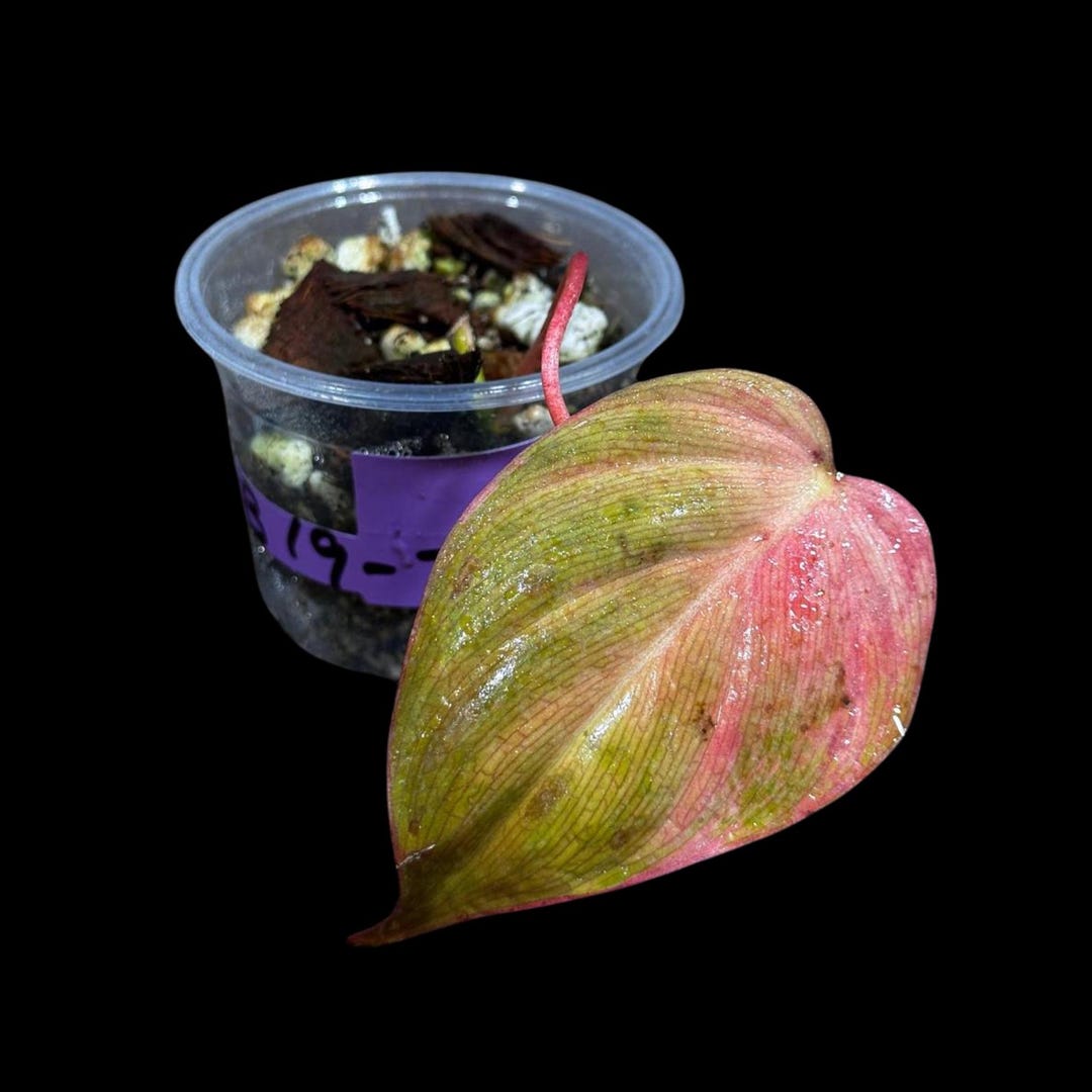 Rare Variegated Philodendron Mican Pink Single Leaf Plant in a Nursery ...