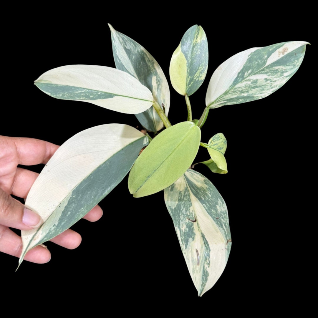 Philodendron Silver Sword Variegated Plant Indoor Live Houseplant ...