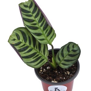 Calathea Burle Marx in a 3" Nursery Pot - Burle Marxii Plant - Indoor ...