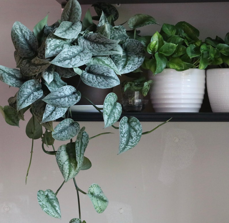 Scindapsus Silver Exotica RARE Indoor Vining Plant Easy Care - Etsy