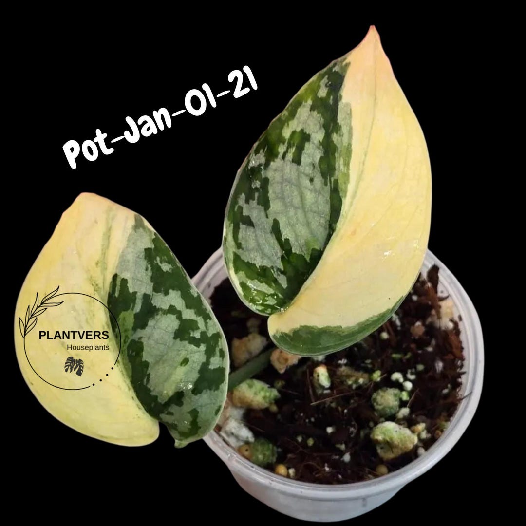 Scindapsus Mayari Variegated Live Plant - Rare Aroid Indoor Houseplant ...