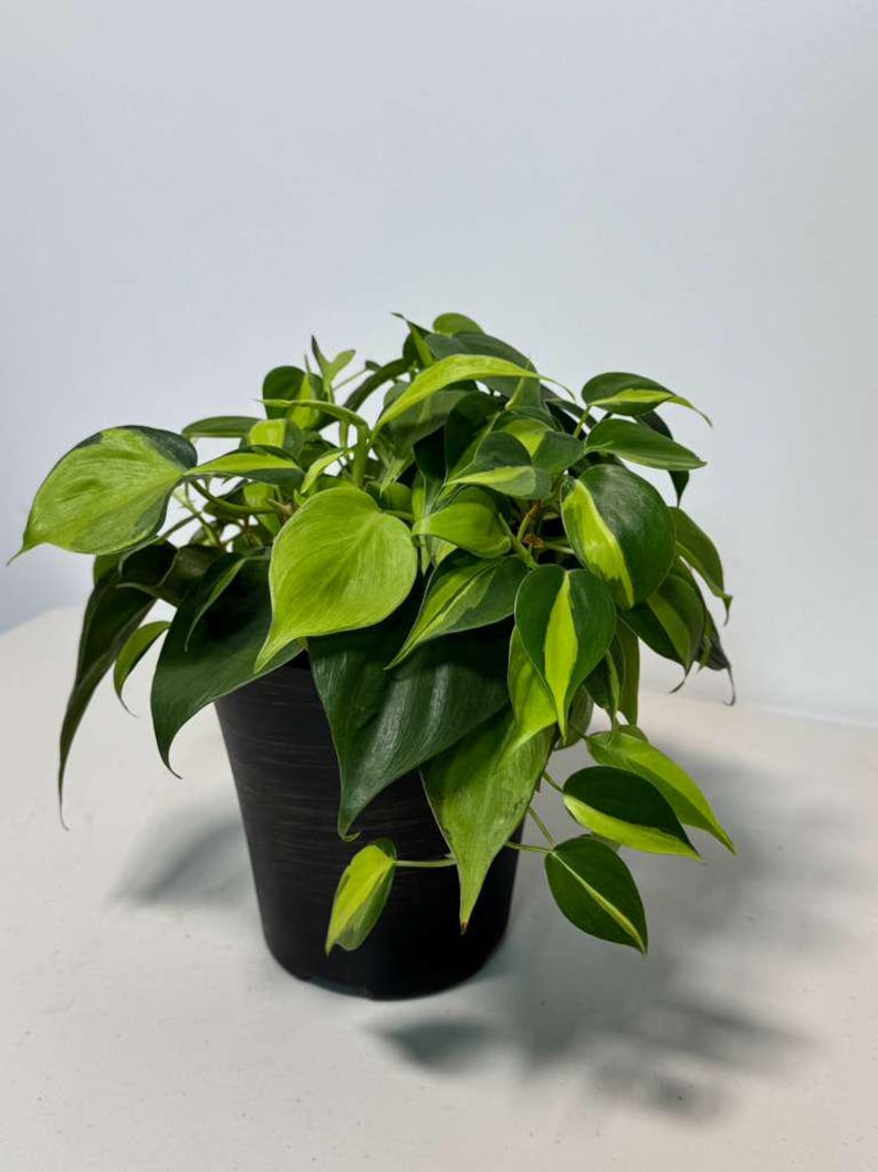 Rare Brazilian Philodendron in 3" Nursery Pot- Philodendron Brazil ...