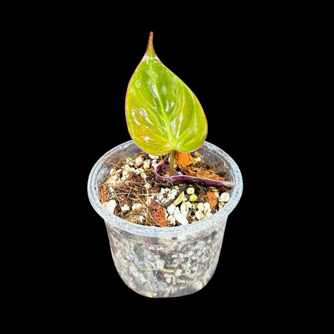 Rare Variegated Philodendron Mican Aurea in a Nursery Pot Variegated ...