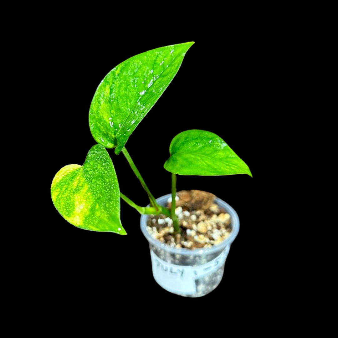 RARE Variegated Epipremnum Pinnatum 'golden Flame' in a Nursery Pot ...
