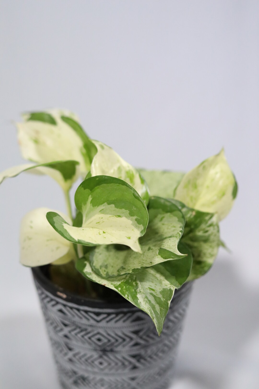 Manjula Pothos - RARE White Varigated Pothos - Manjula Indoor Plant ...