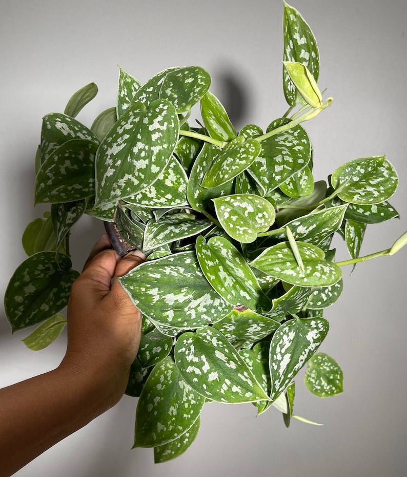 Silver Satin Pothos - Scindapsus Pictus Argyraeus - Silver Pothos Live ...