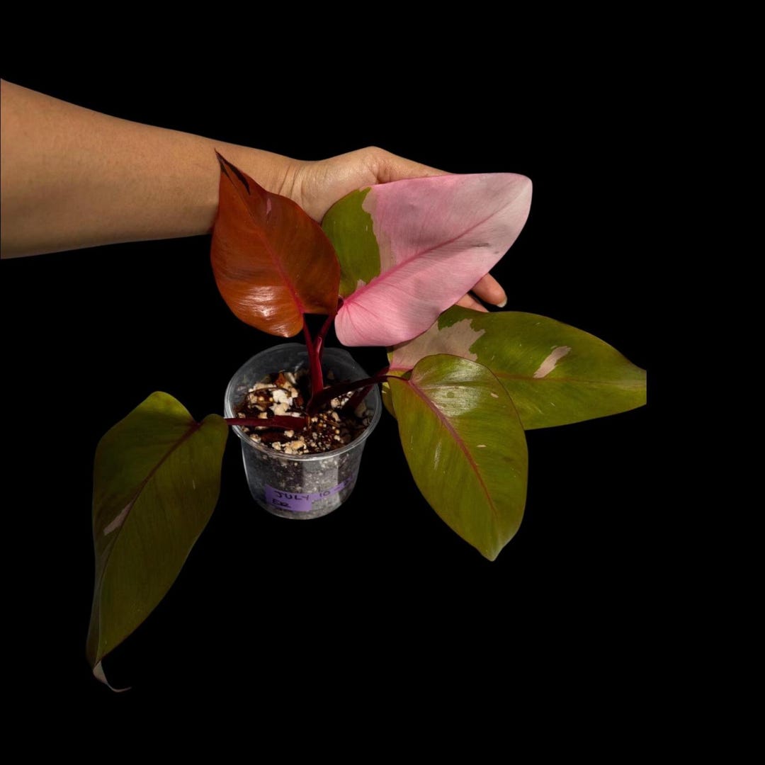 Variegated Philodendron Persimmon Princess - Super RARE Indoor ...
