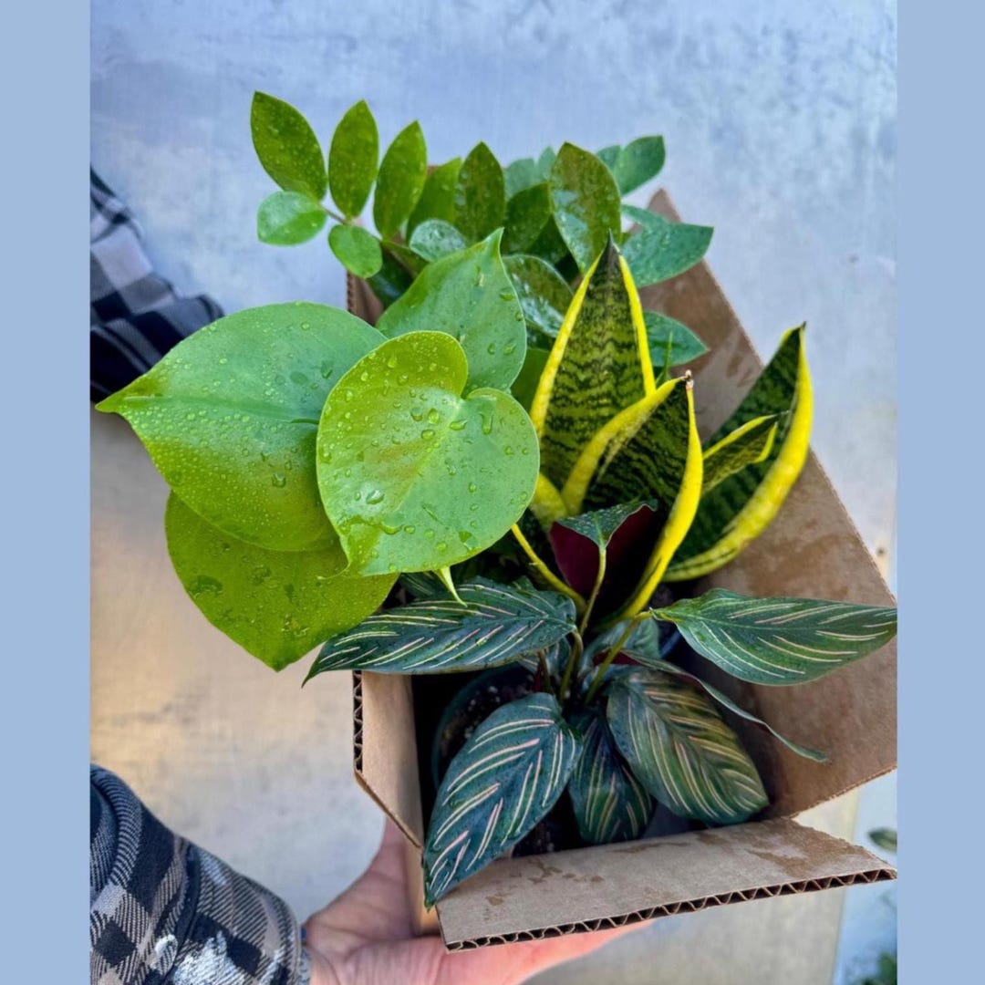 Live Indoor Plant Variety Pack in 4" Pot - Seasonal Surprise Set of Any ...