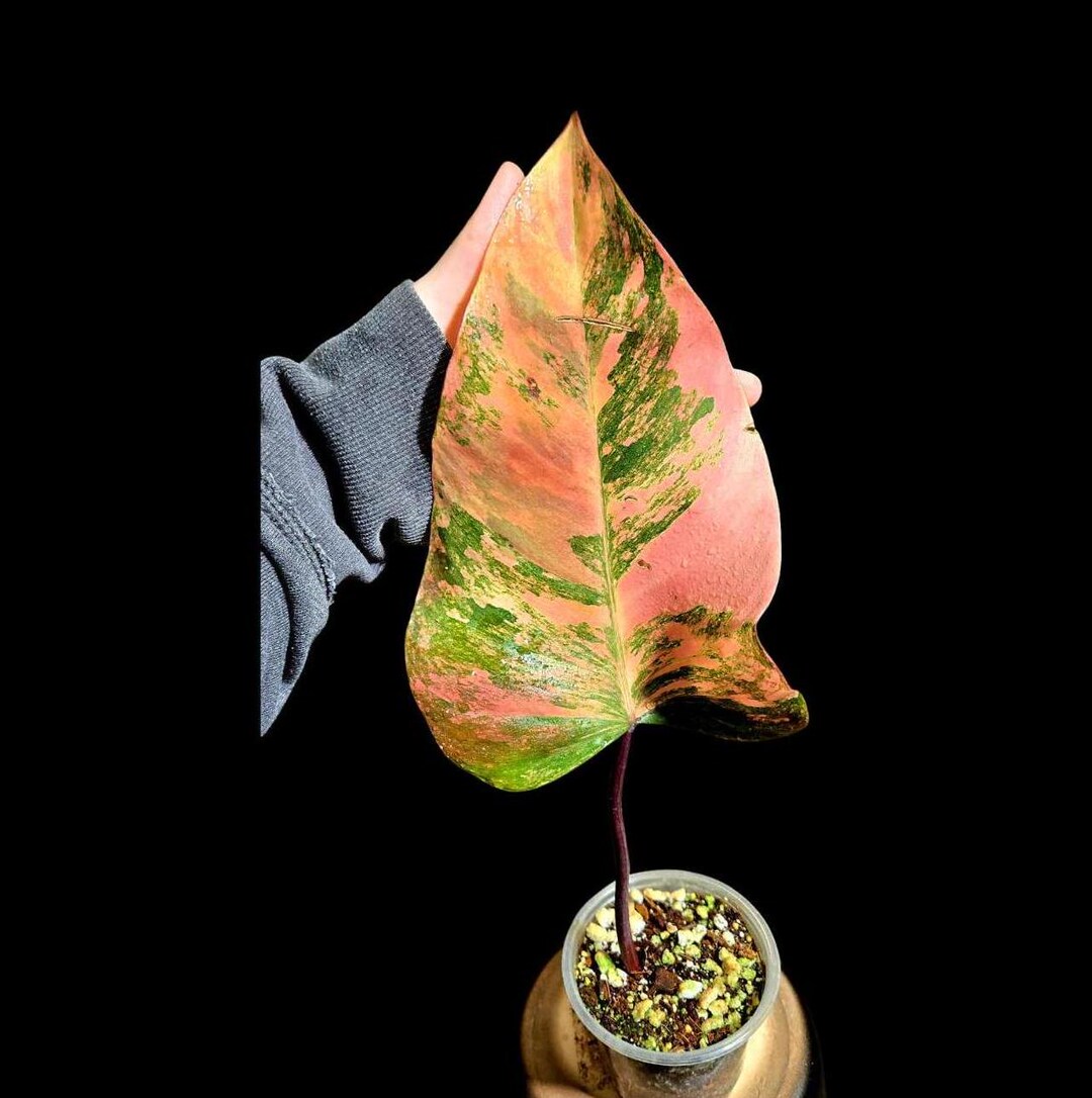 Variegated Philodendron Strawberry Shake in a Nursery Pot - Strawberry ...