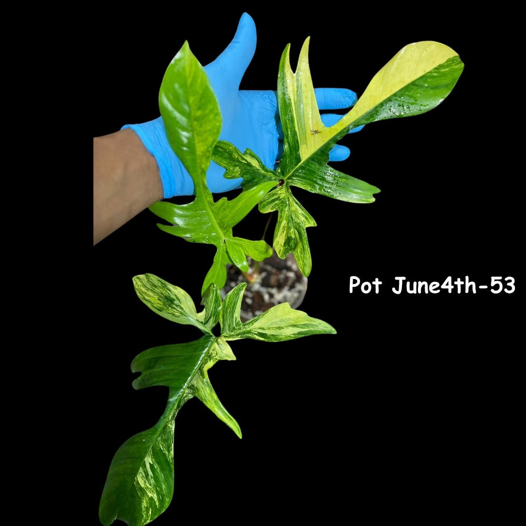 Variegated Philodendron Florida Beauty in a Nursery Pot Extremely Rare ...