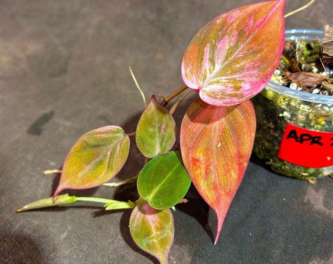 Variegated Mican Pink Live Plant - Rare Philodendron Plant - High ...