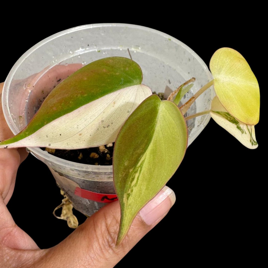 Rare Variegated Philodendron Mican Aurea in a Nursery Pot High ...