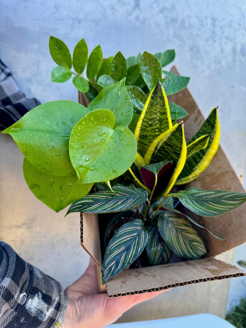 Live Indoor Plant Variety Pack in 4" Pot - Seasonal Surprise Set of Any ...
