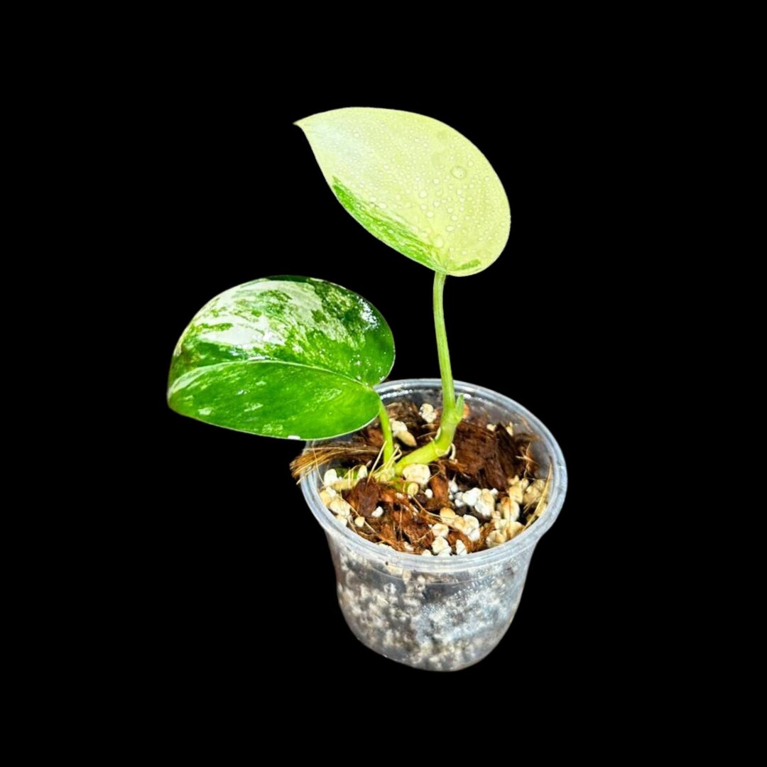 Variegated Scindapsus Jade Satin in a Nursery Pot Scindapsus Potted ...