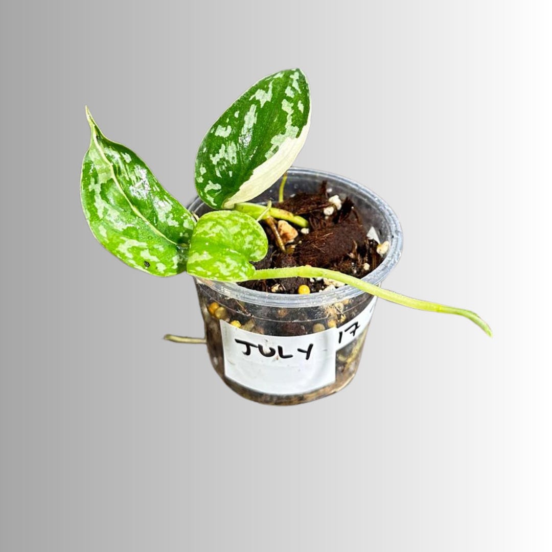 Scindapsus Mayari Variegated in a Nursery Pot Rare Scindapsus Single ...