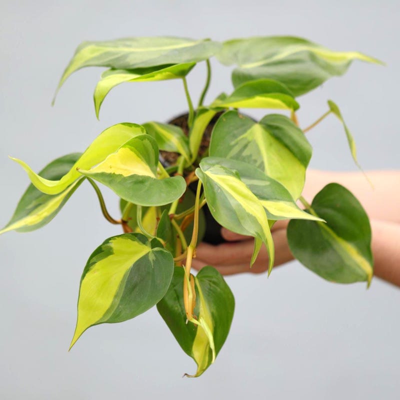 Philodendron - Etsy