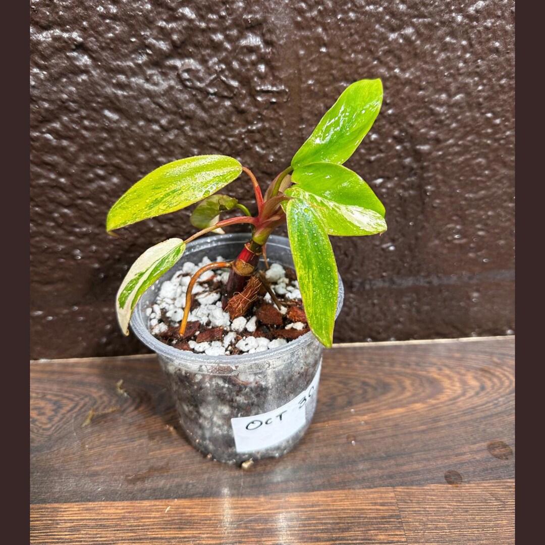Variegated Philodendron Strawberry Shake in a Nursery Pot Strawberry ...