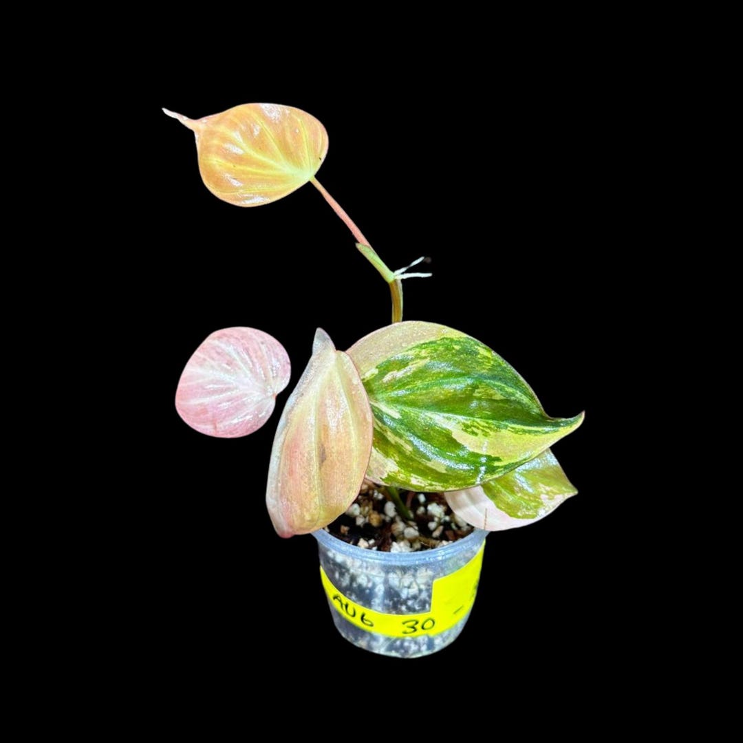 Rare Variegated Philodendron Mican Aurea in a Nursery Pot Variegated ...