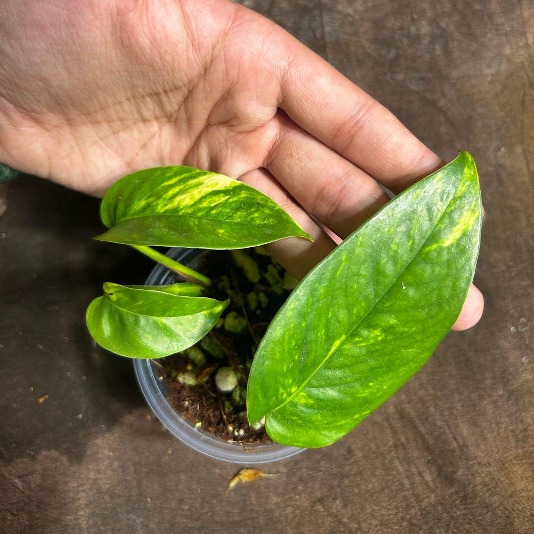Variegated Golden Flame Rare Epipremnum Pinnatum in a Nursery Pot ...