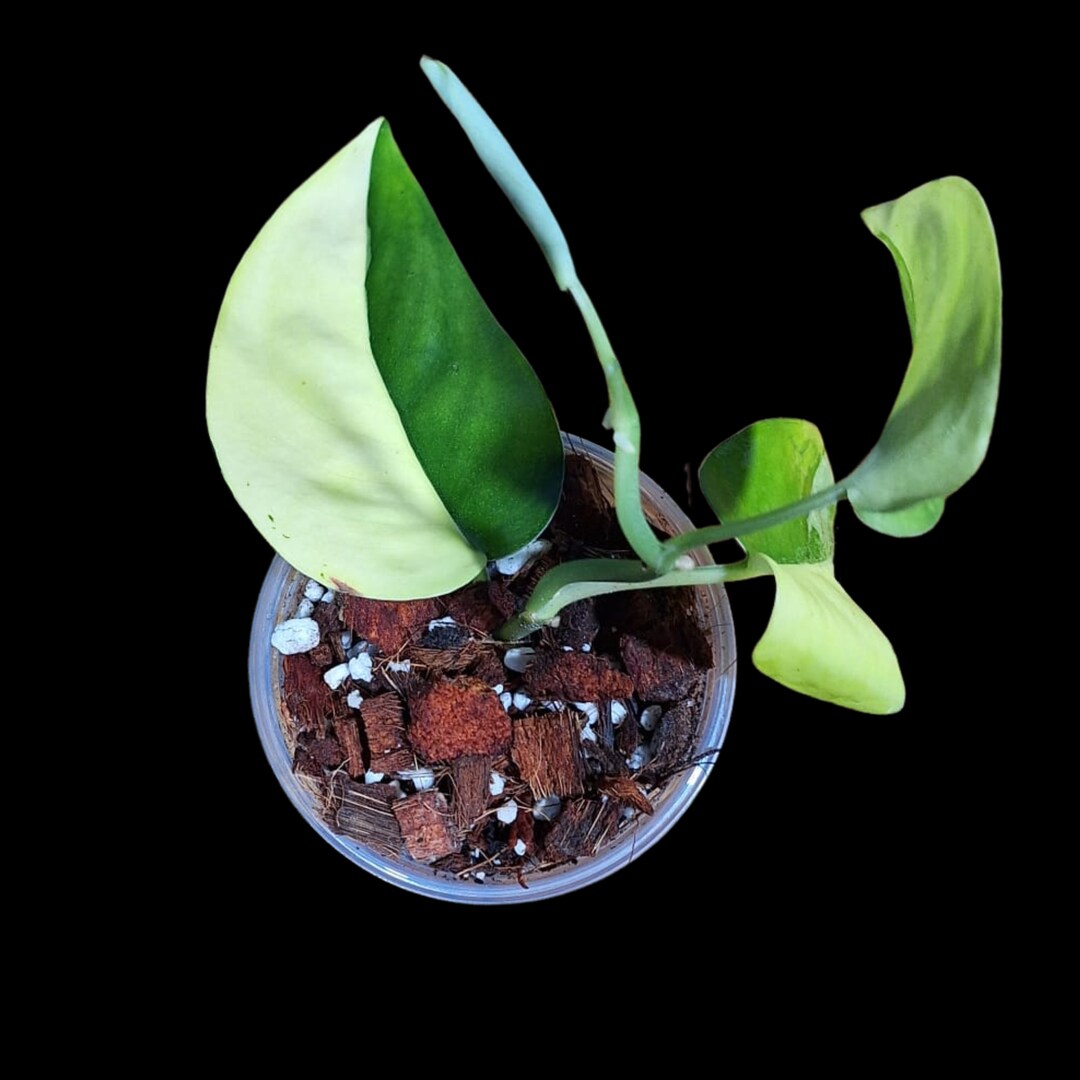 Scindapsus Jade Satin Variegated Variegated Scindapsus Potted Plant ...