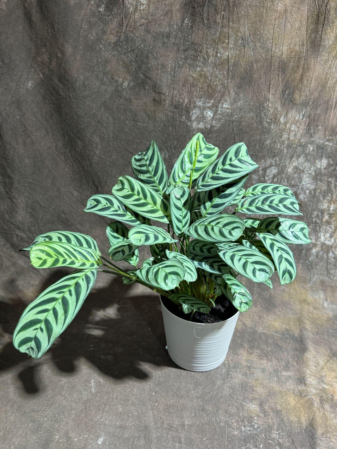 Calathea Burle Marx in 6” Self-watering Decorative Pot - Maranta ...